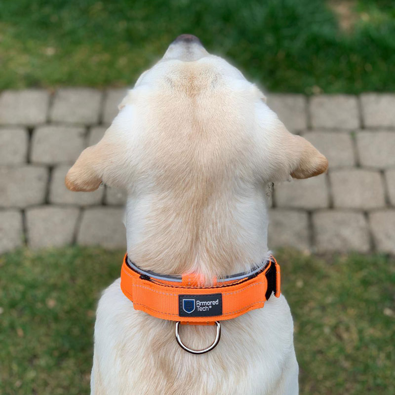 Dog collars – ArmoredTech